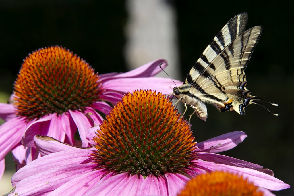 Inspirations rose Pompadour - Les carnets de Versailles